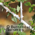Rubus Thibetanus from Burncoose Nurseries