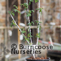 Rubus Thibetanus from Burncoose Nurseries
