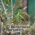 Sorbus 'Chinese Lace' from Burncoose Nurseries