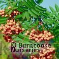 Sorbus from Burncoose Nurseries - Page 1