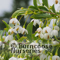 Styrax Japonicus 'Snowcone' from Burncoose Nurseries
