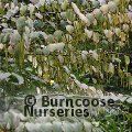 Tetracentron Sinense from Burncoose Nurseries