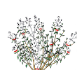 Elaeagnus Umbellata from Burncoose Nurseries