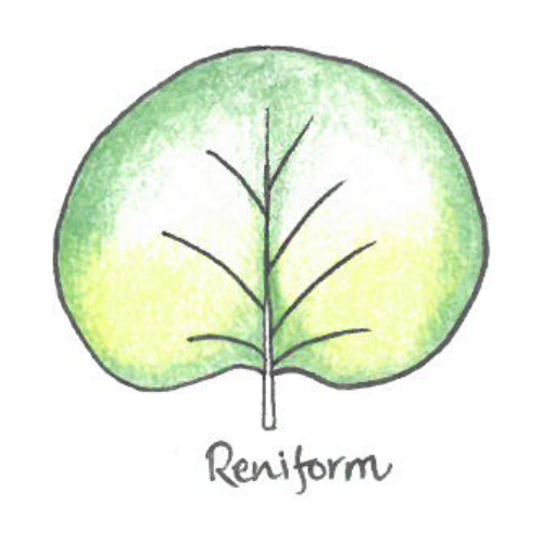 Cercis Siliquastrum from Burncoose Nurseries